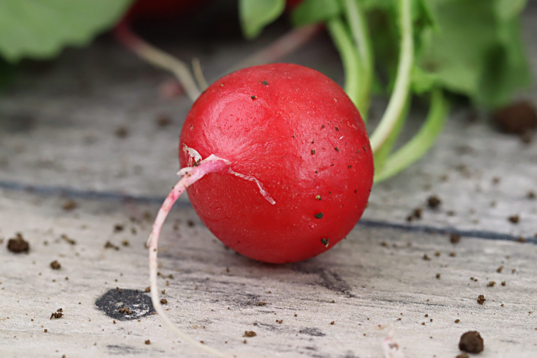 Tout sur le radis rose - Un zeste de nutrition et d'équilibre